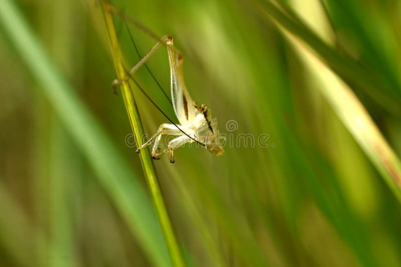 The Grasshopper S Old Skin Was Left on the Grass. Stock Photo - Image ...