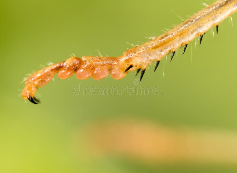 The Grasshopper`s Paw on the Nature Stock Image - Image of grasshopper ...