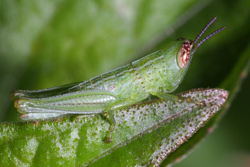 Little Greengrasshopper Stock Photos - Free & Royalty-Free Stock Photos ...