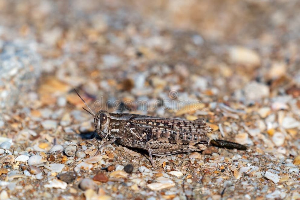 Grasshopper on the Sand. Animals in Nature Stock Image - Image of ...