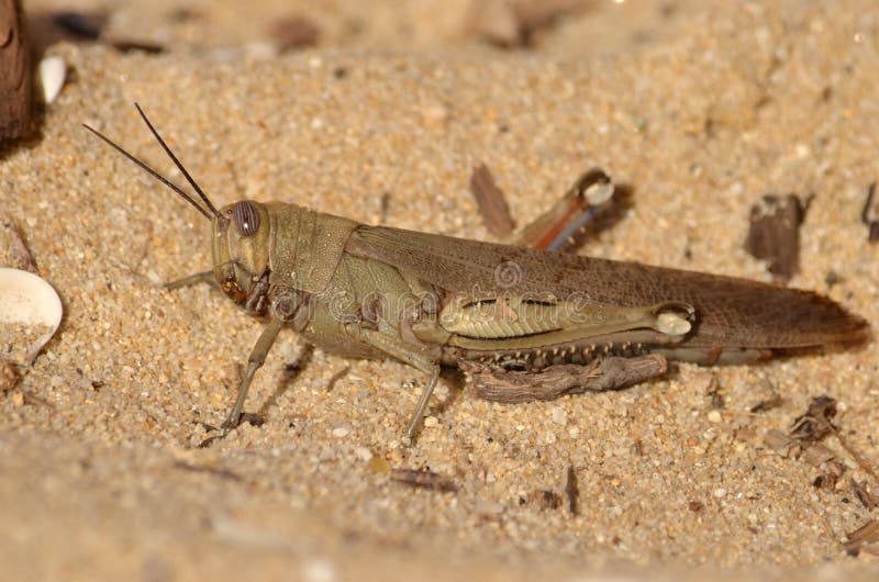Grasshopper on the Red Sand at the Desert of Wadi Rum, Jordan Stock ...