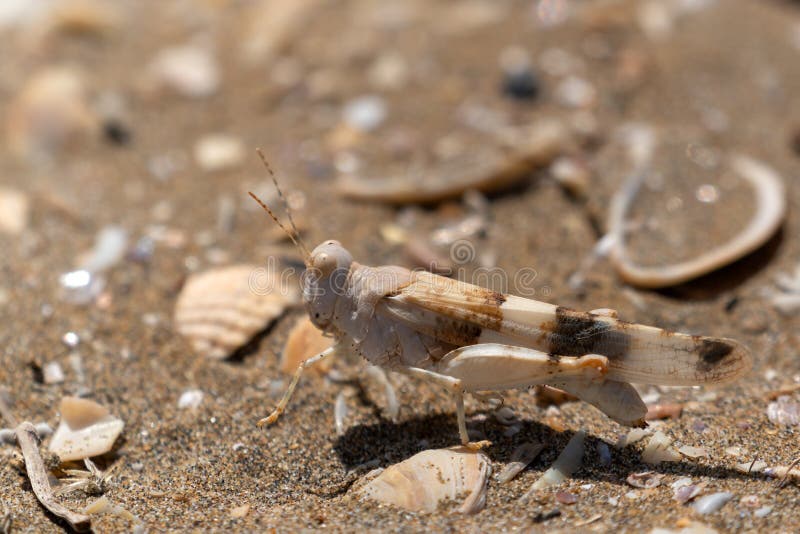 Grasshopper in the sand stock photo. Image of beautiful - 187713150