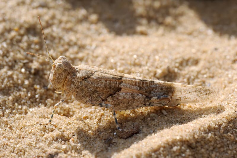 The Grasshopper on the Sand Colred Naturalistic Stock Photo - Image of ...