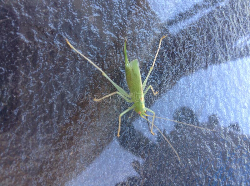 Grasshopper stock image. Image of glass, creature, scary - 43949973