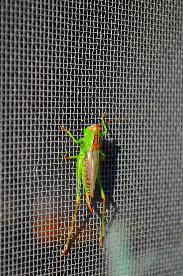 Grasshopper on screen stock photo. Image of insect, vertical - 11097728