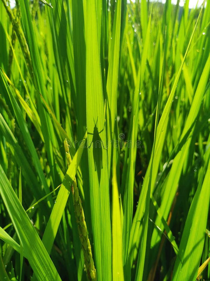 Grasshopper Shadow on the Rice Leaf Stock Photo - Image of branch, tree ...
