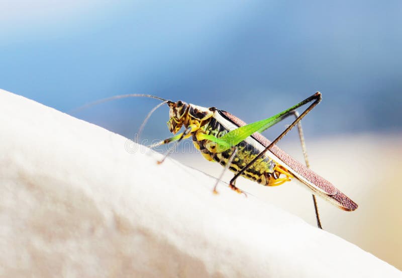 Grasshopper stock image. Image of grasshopper, nature - 45139729