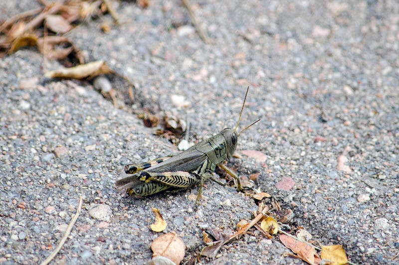 Grasshopper in fall garden stock image. Image of green - 77590055