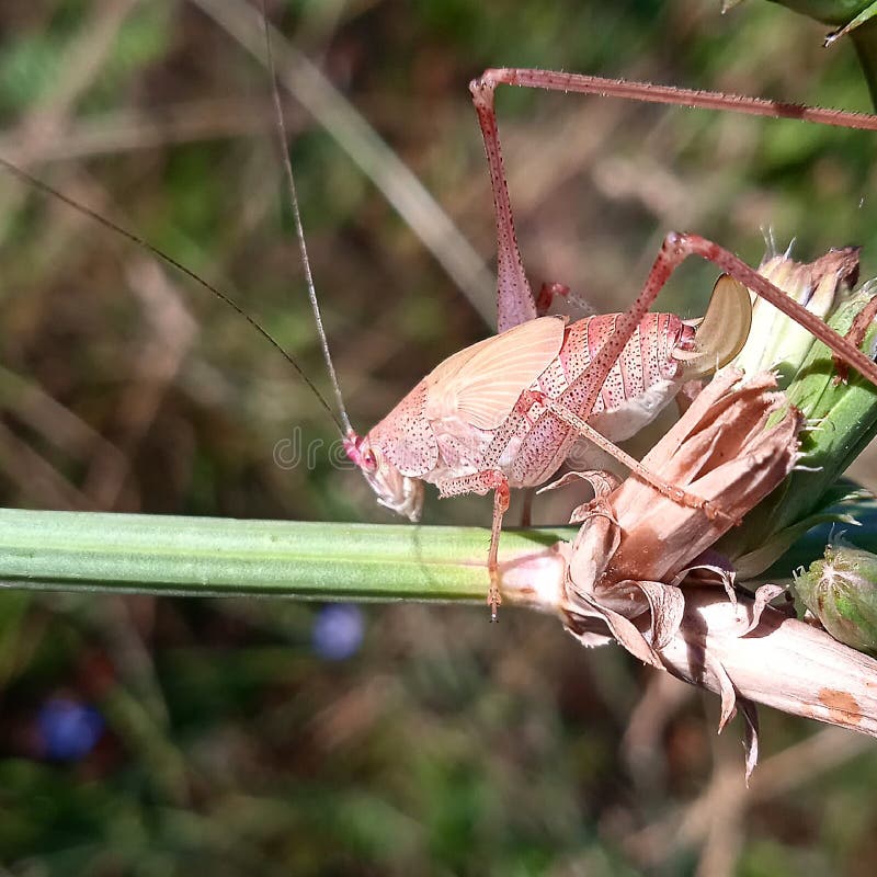 The Grasshopper Sits on a Branch. Stock Image - Image of wildlife ...