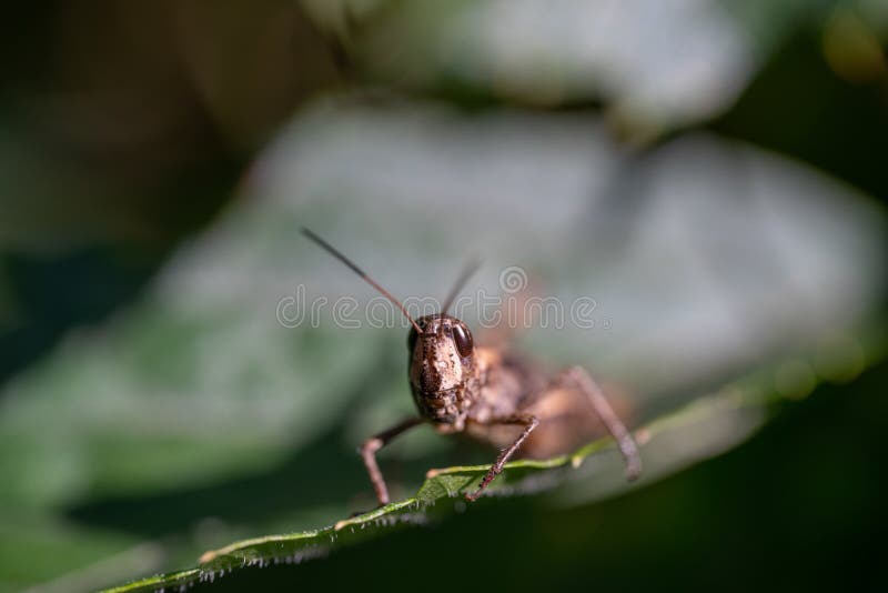 Grasshopper Sits on a Green Leaf, Macro Photo Stock Photo - Image of ...