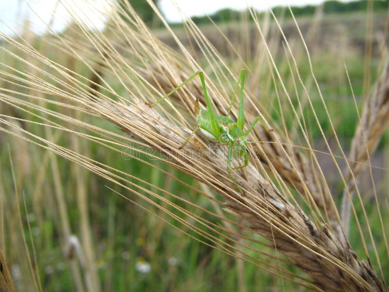 Grasshopper stock photo. Image of plant, prairie, grass - 220683978