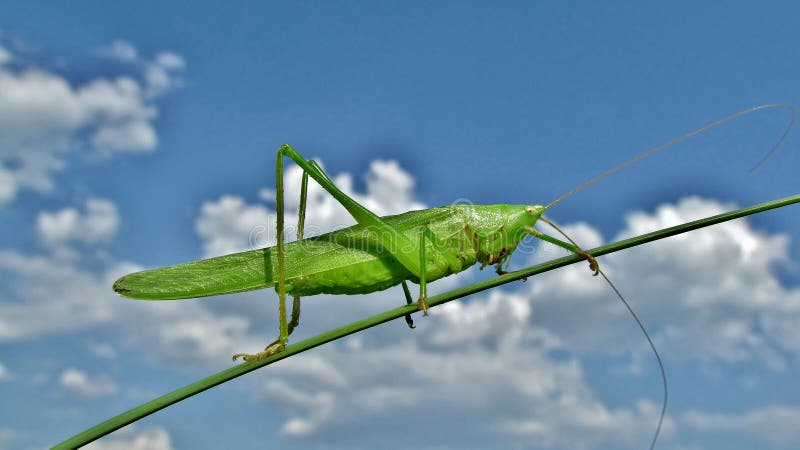 Grasshopper Sits on a Stalk Stock Image - Image of insect, spiny: 80498631