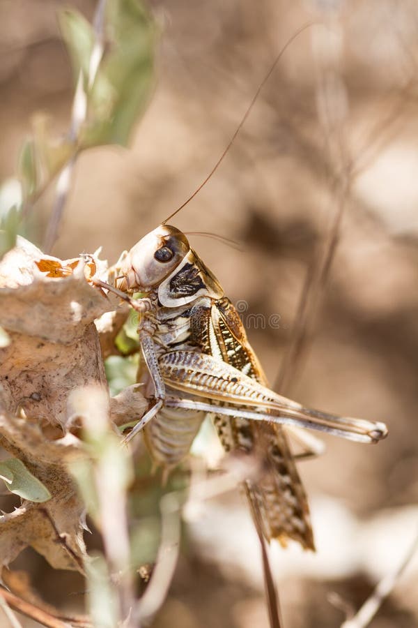 Grasshopper sitting stock image. Image of gardening, macro - 26283579