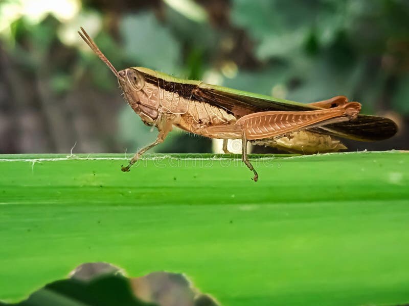 Grasshopper Sitting on a Blade of Grass Stock Image - Image of ...