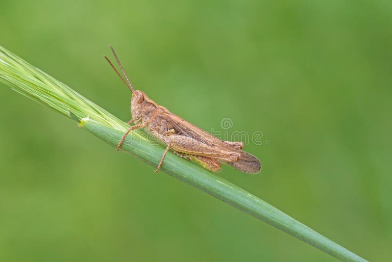 Grasshopper Sitting on Blade in Grass Stock Photo - Image of grass ...