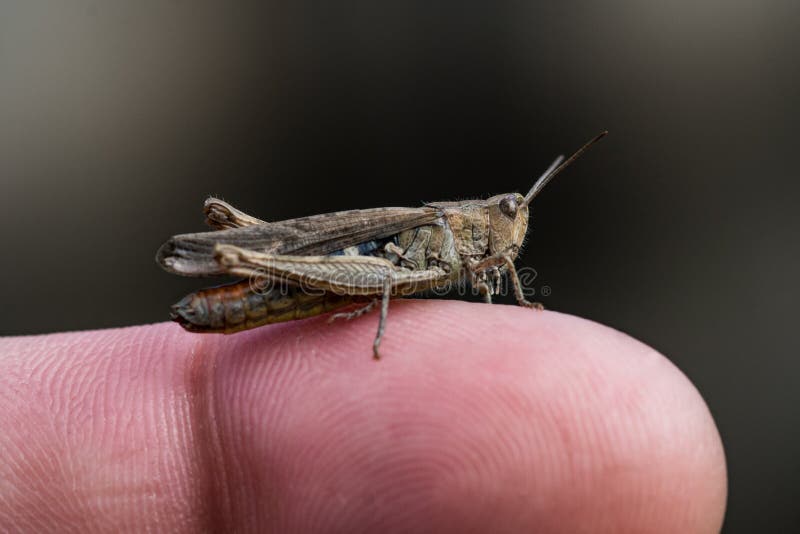 Grasshopper Sitting on a Finger Stock Photo - Image of grasshopper ...