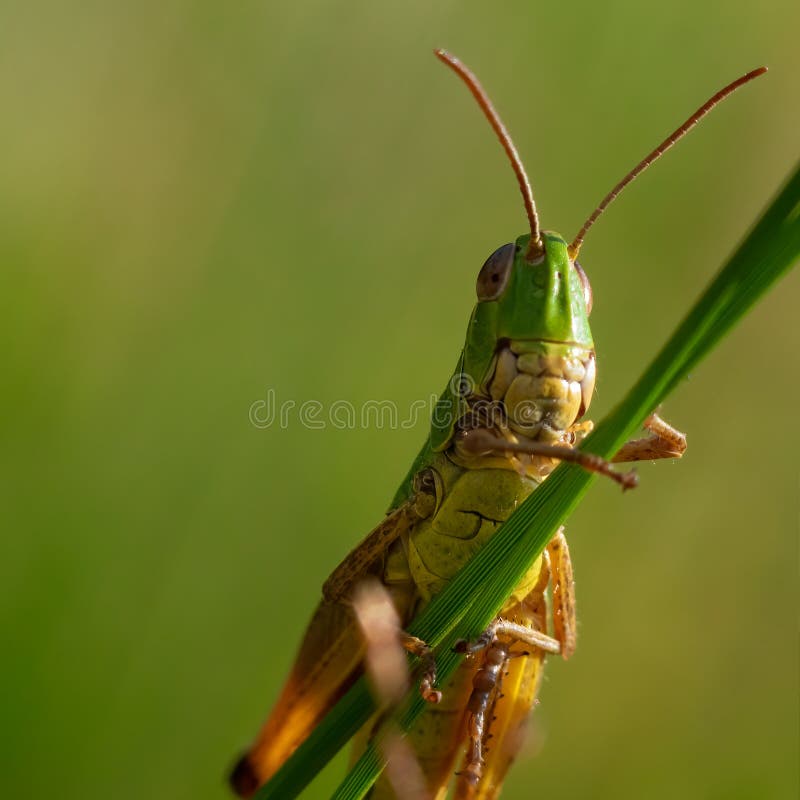 Insect, Ecosystem, Grasshopper, Invertebrate Picture. Image: 118242359