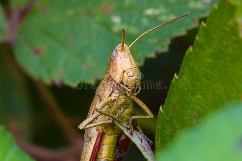 605 Grasshopper Front View Stock Photos - Free & Royalty-Free Stock ...