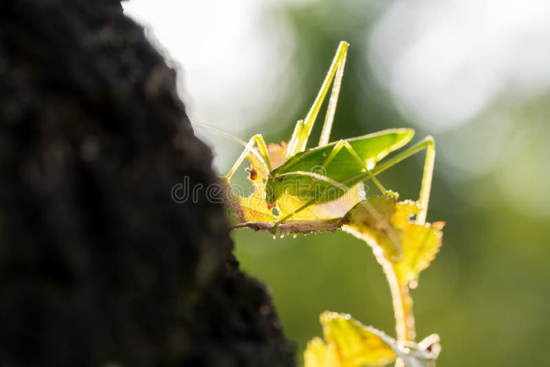 Grasshopper Sitting on a Small Leaf on a Big Tree, Selected Focus Stock ...