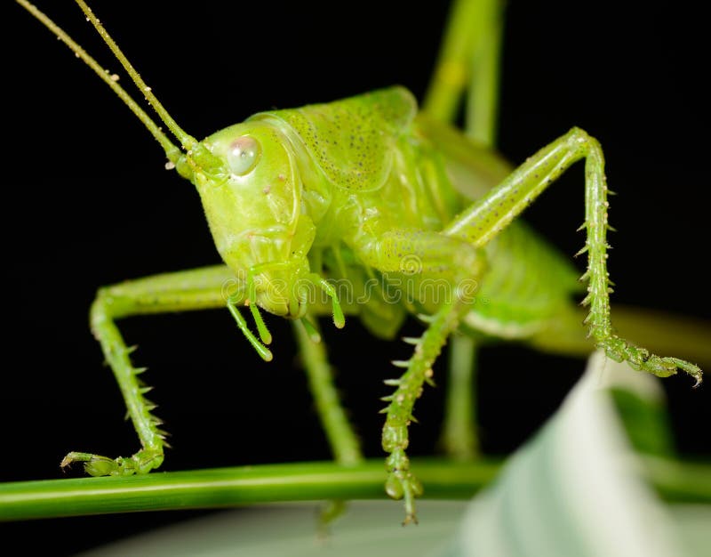 Grasshopper Sitting on the Stem Stock Image - Image of life ...