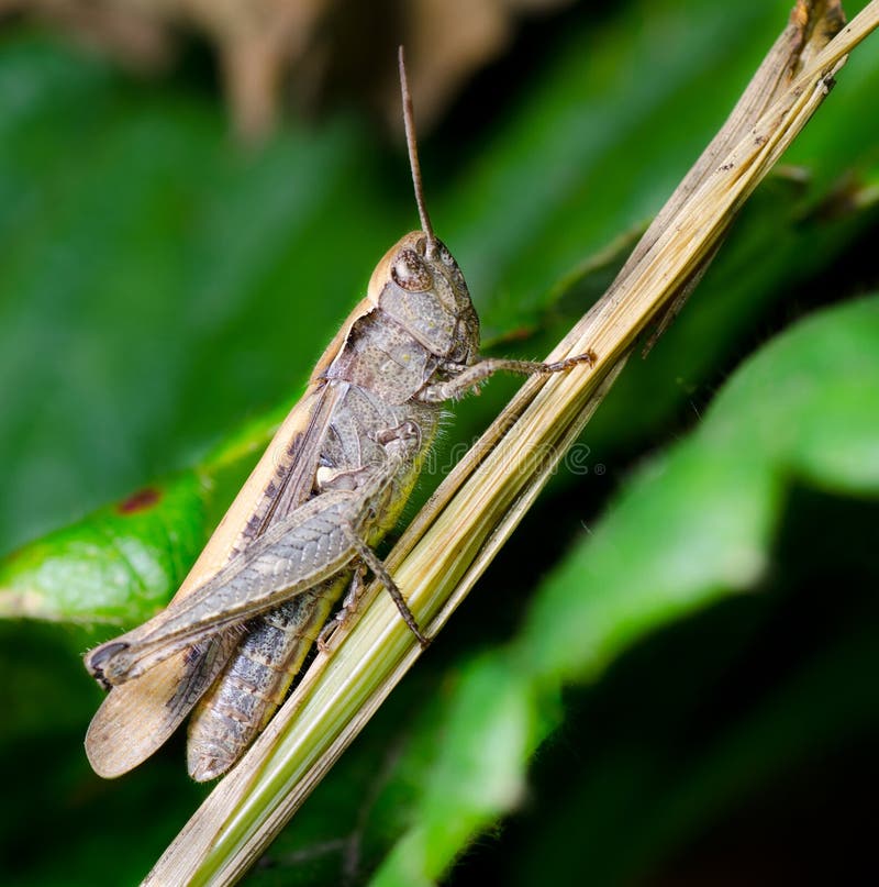 Grasshopper Sitting on the Stem, Macro Stock Image - Image of meadow ...