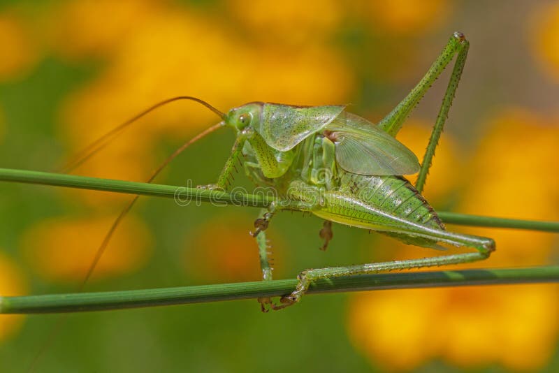 Grasshopper Sitting on Two Stems Stock Image - Image of fauna, macro ...