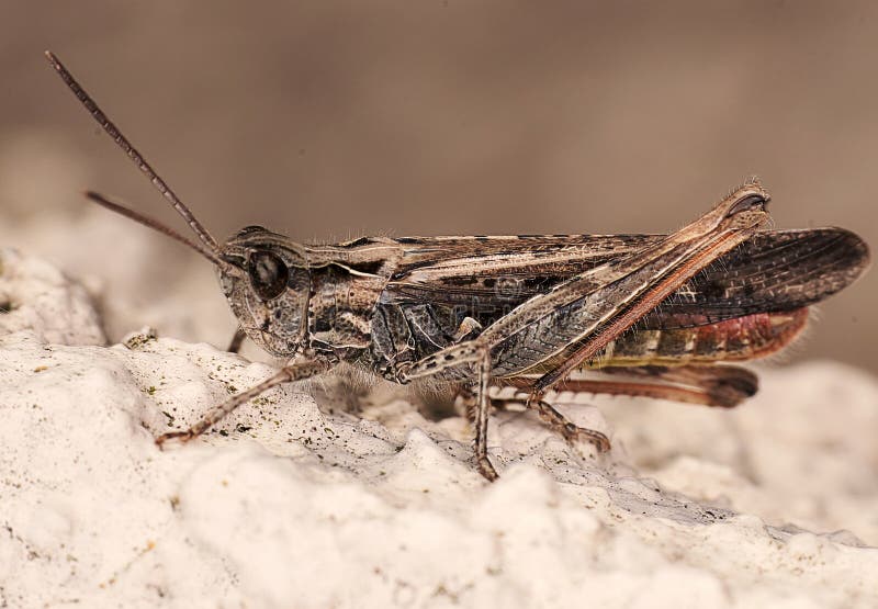 Grasshopper macro stock photo. Image of pest, legs, sitting - 334603736