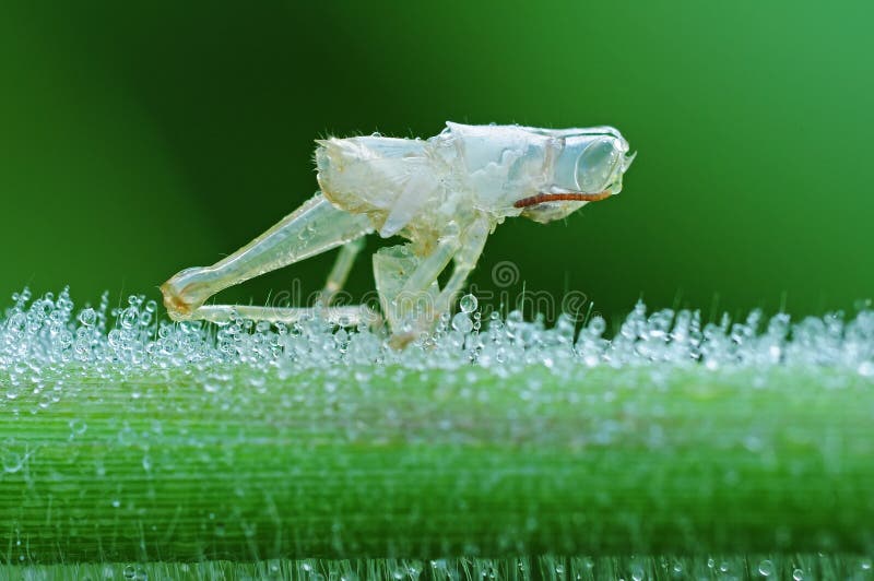 Grasshopper Skin and Dew in the Park Stock Image - Image of shell ...