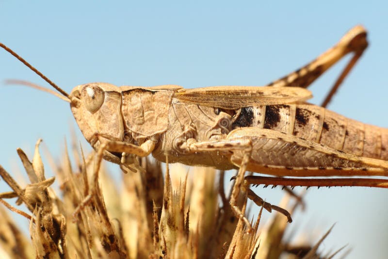 Grasshopper ready to jump stock photo. Image of detail - 117834910