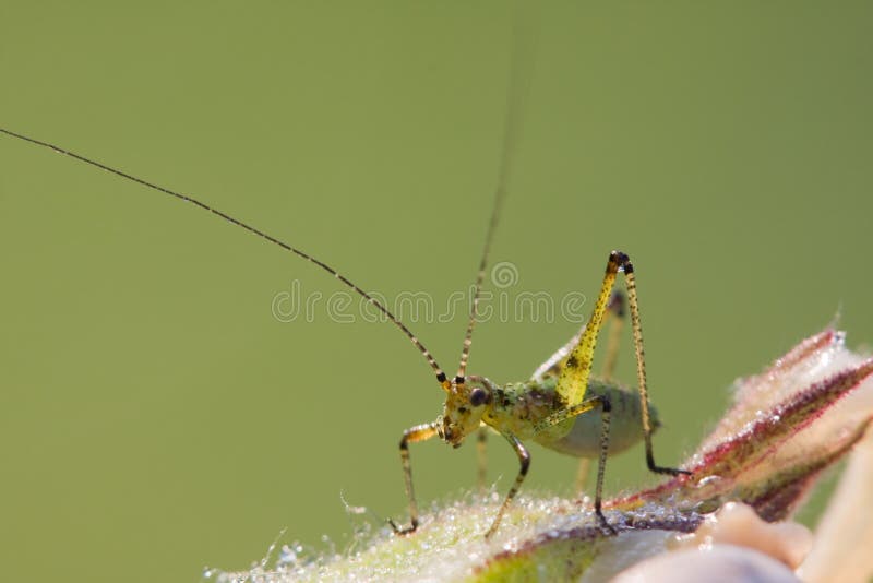 The grasshopper and snail stock photo. Image of wild - 15076716