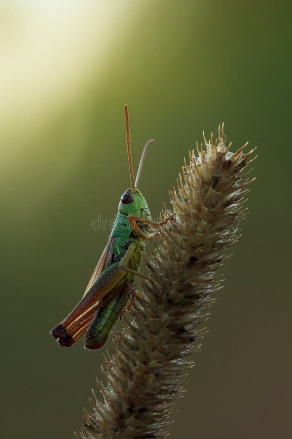 Grasshopper on spikelet stock photo. Image of spiked - 83479120