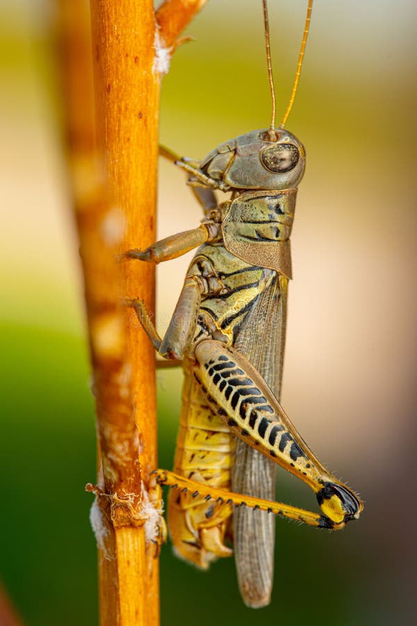 A Grasshopper Standing on a Branch Stock Image - Image of grasshopper ...