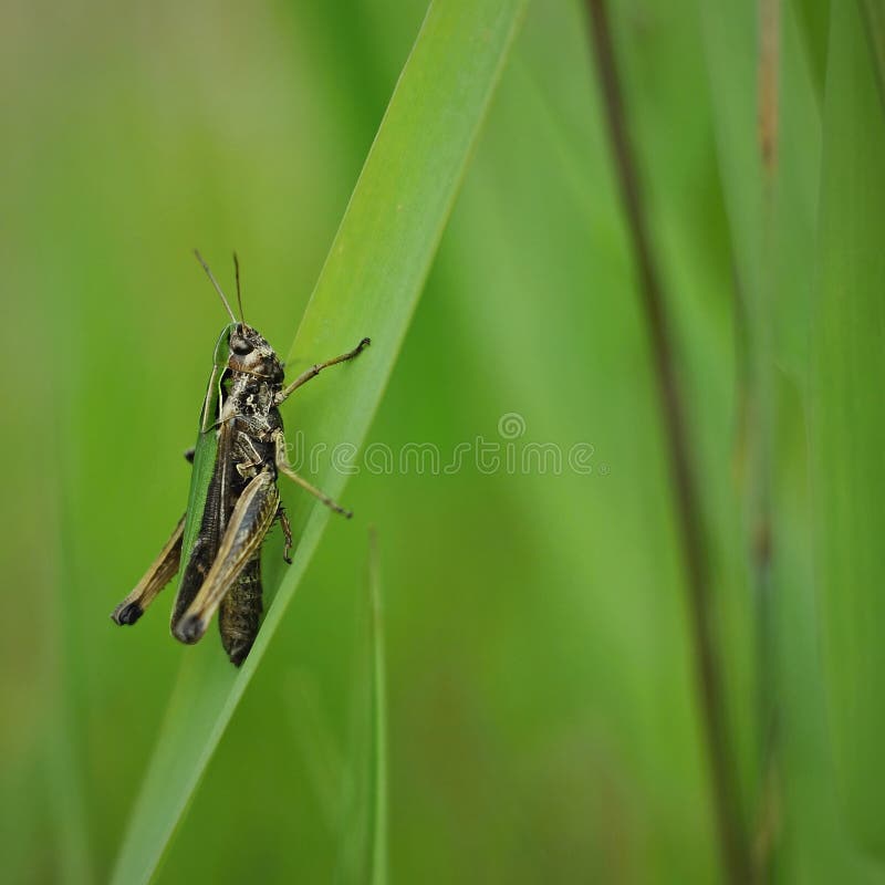 Grasshopper on a Straw Closeup Stock Photo - Image of fresh, locust ...