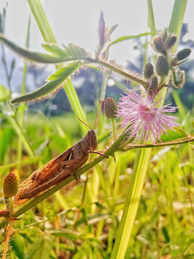 Grasshopper Sunbathing in the Morning Stock Photo - Image of flowers ...