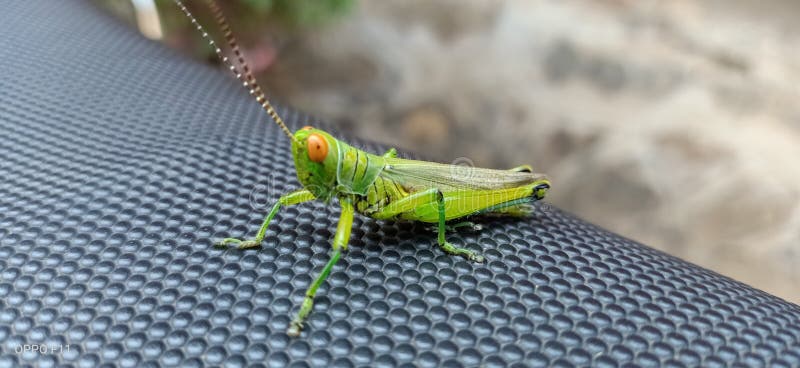 Grasshopper with Their Sharp Antenna Stock Photo - Image of natural ...