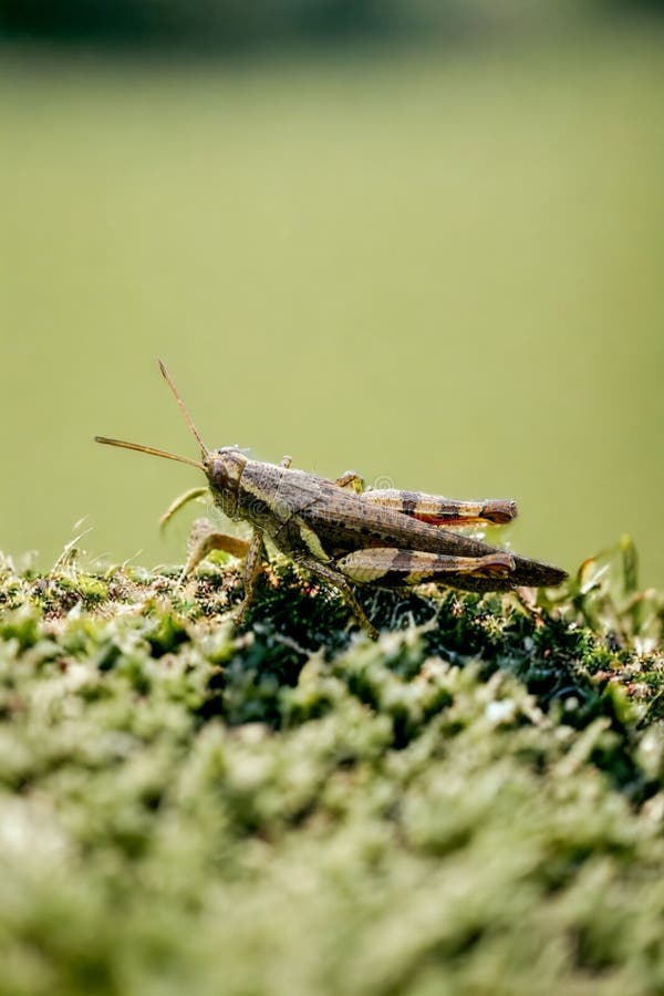 A Grasshopper On A Thick Grass Field With Sun Glare In The Background Stock Image Image Of