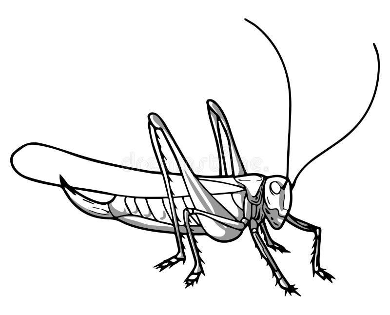 Grasshopper Three Vector Drawing Black And White Stock Vector Illustration Of Grasshopper