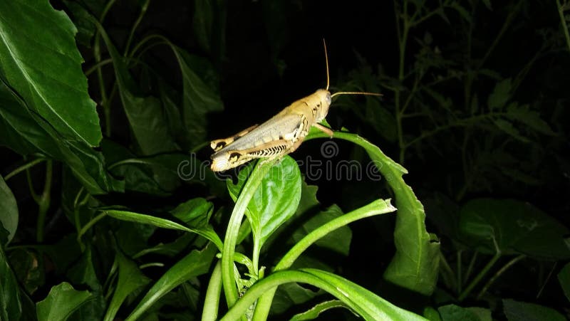 Grasshopper on Top of a Leaf at Night Stock Photo - Image of plant ...