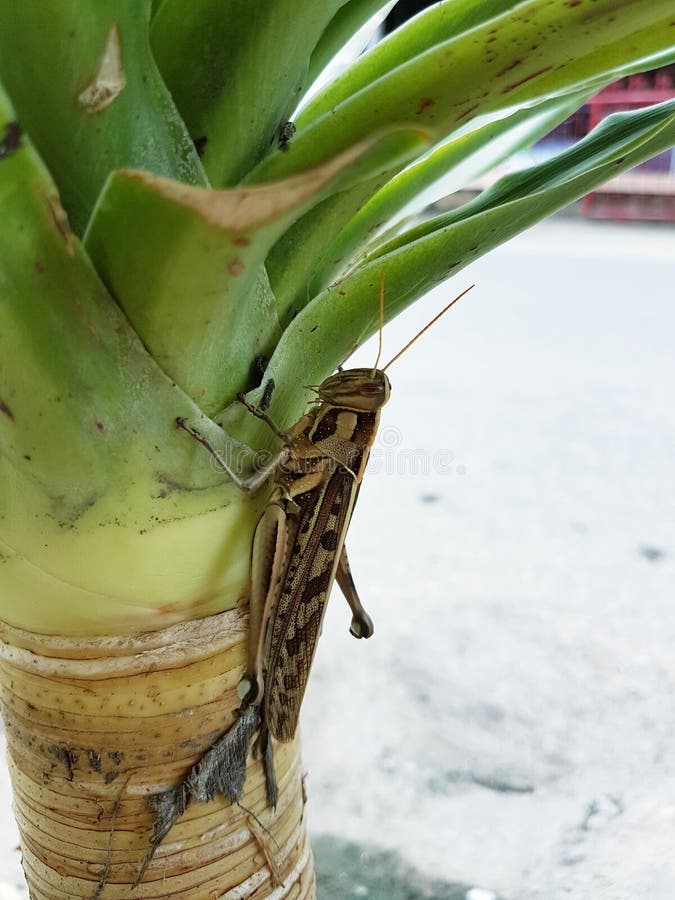 Grasshopper and tree stock photo. Image of wallpaper - 138535588