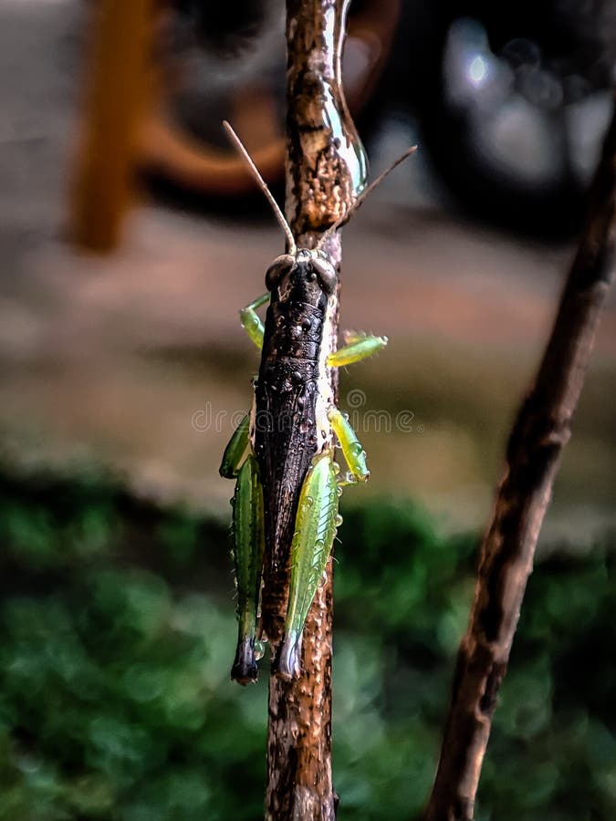 Big Grasshopper on a Dry Tree on a Farm Site Stock Image - Image of ...