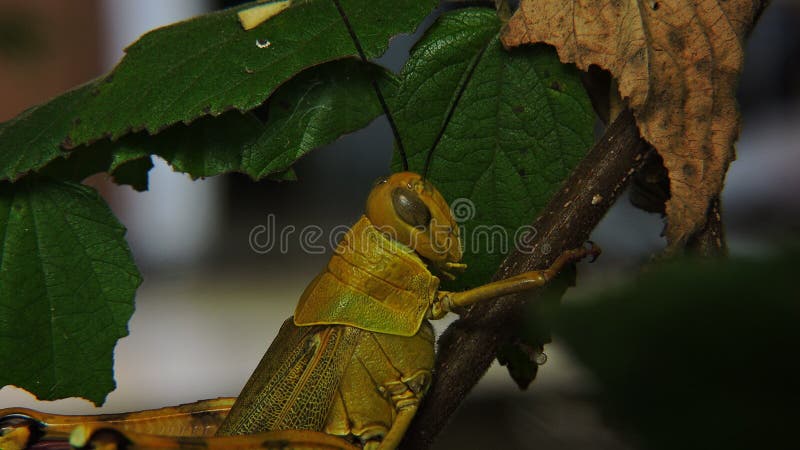 The Grasshopper is on a Tree Branch Stock Image - Image of nature ...
