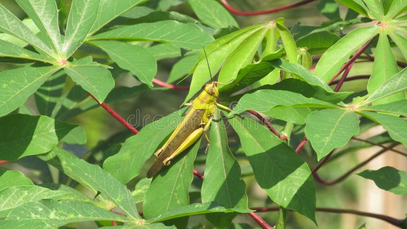 A Grasshopper on a Tree Branch Stock Photo - Image of tree, branch ...