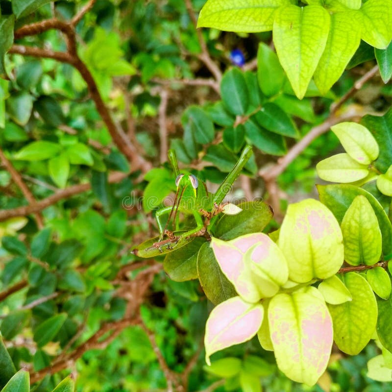 Grasshopper on tree branch stock photo. Image of farming - 329719976