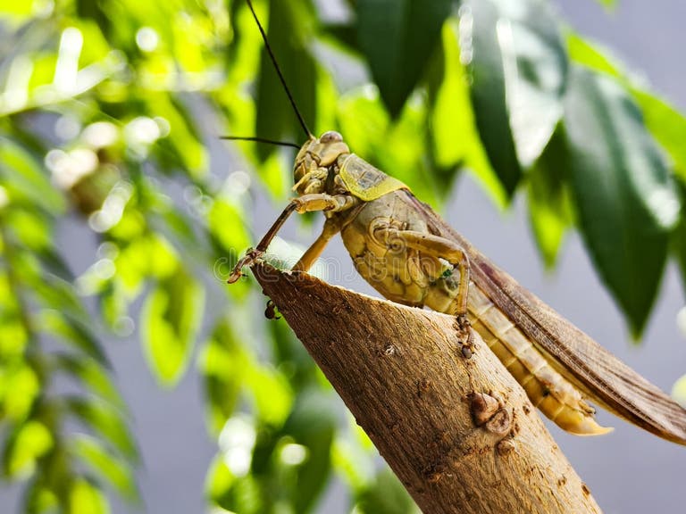 Grasshopper on a Tree Branch Stock Photo - Image of nature, closeup ...