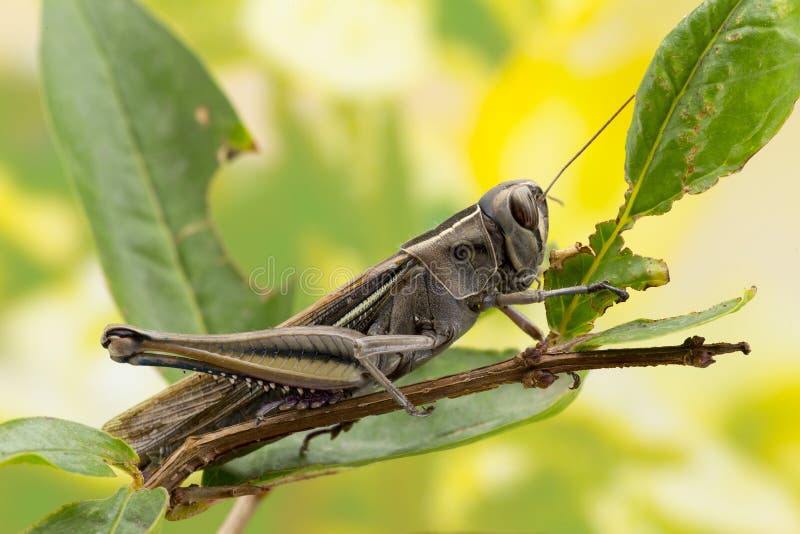 Grasshopper on tree stock photo. Image of magnification - 57671792