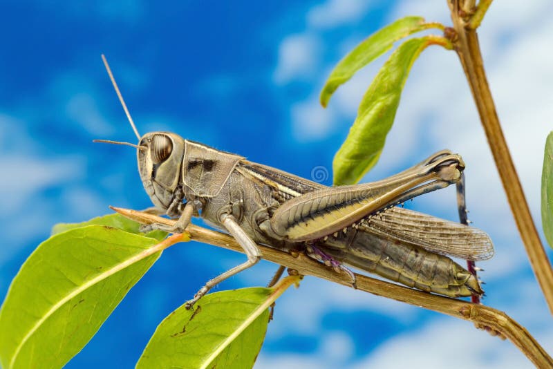 Grasshopper on tree stock image. Image of macro, entomology - 57672079