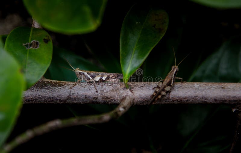 Grasshopper on Tree in Garden Stock Image - Image of wildlife, outdoor ...
