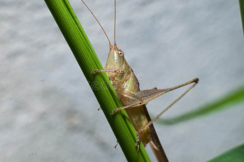 Grasshopper in tree stock image. Image of invertebrate - 66132593