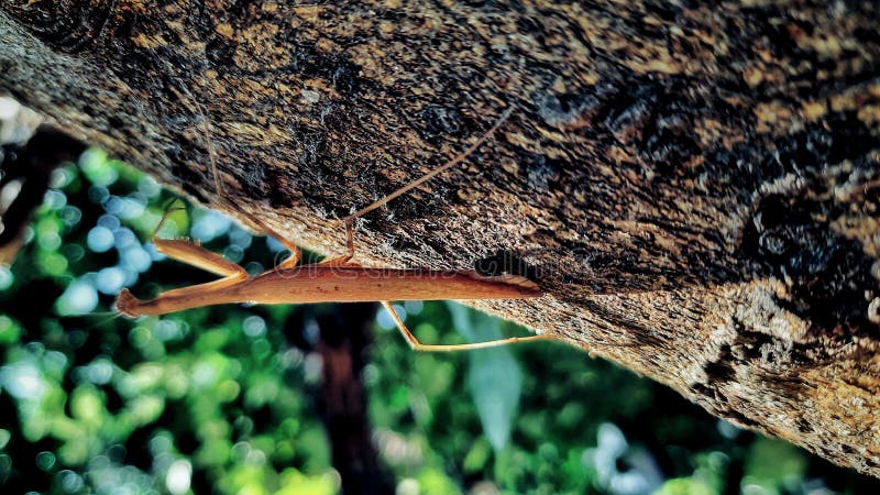 Grasshopper stock photo. Image of nature, soil, green - 271282524