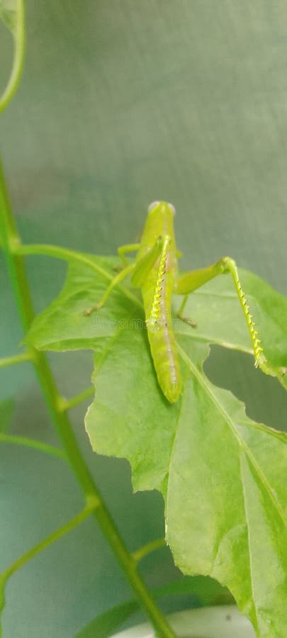 The Grasshopper is a Type of Leaf-eating Insect. Stock Photo - Image of ...